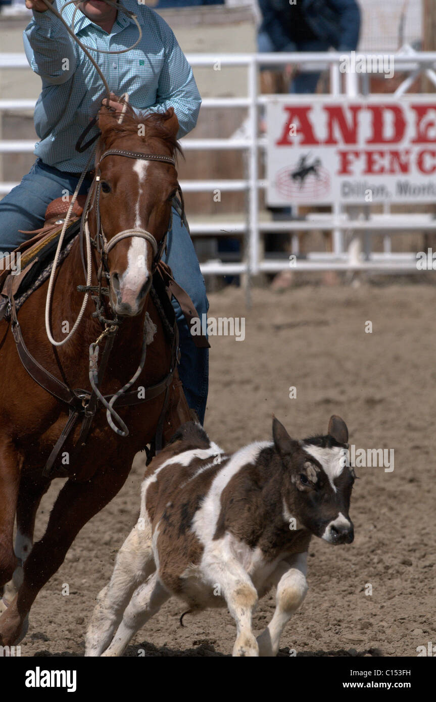 Team Roping, Tie-Down Roping, Calf Roping, Horse, Horses Stock Photo ...