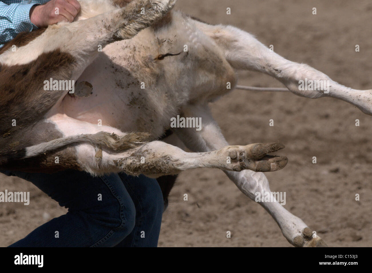 Team Roping, Tie-Down Roping, Calf Roping, Horse, Horses Stock Photo ...