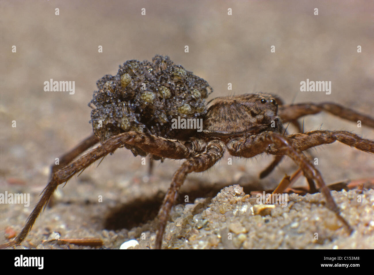 Side view of Burrowing Wolf spider (Geolycosa) carrying young ...