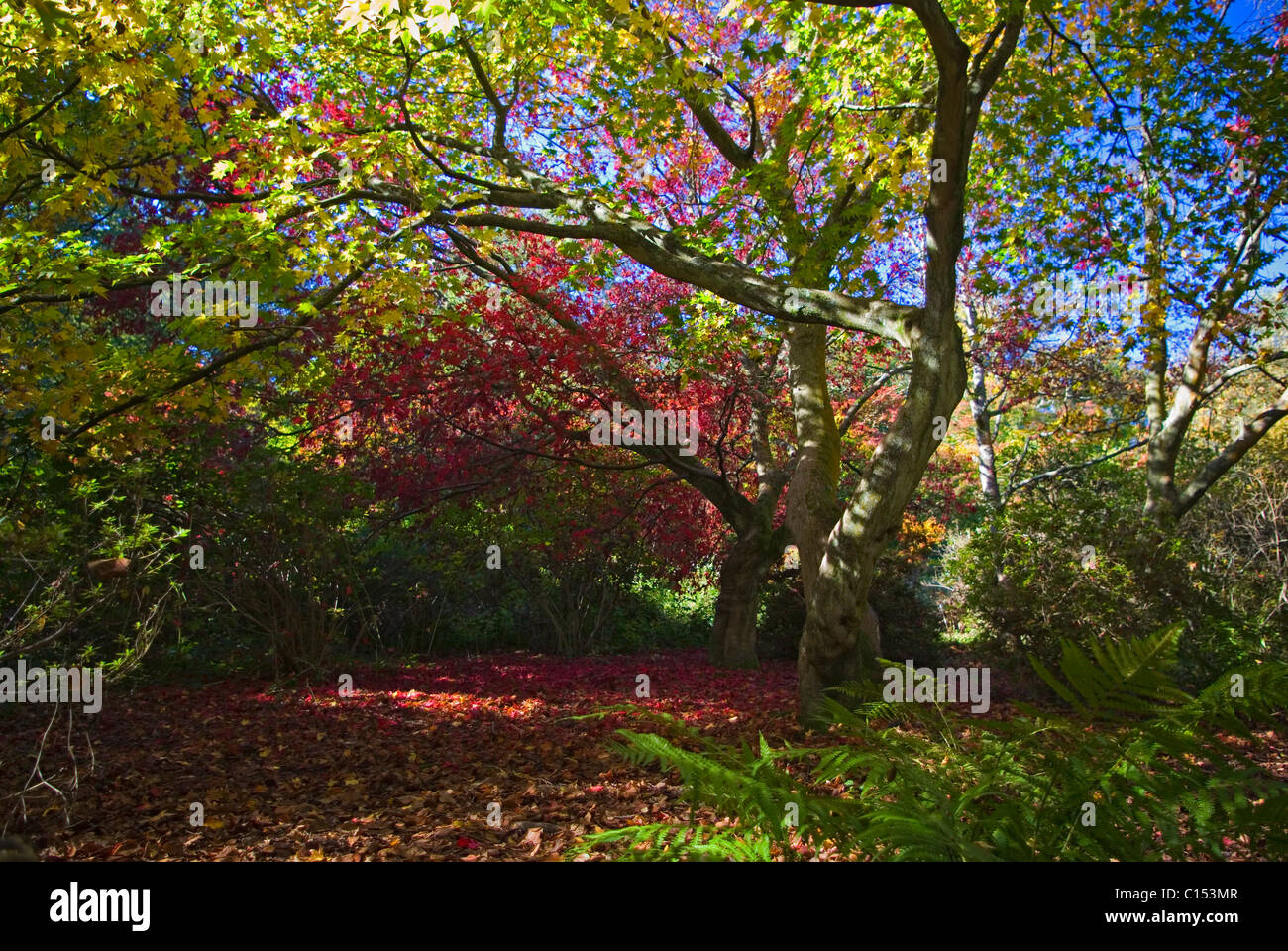 Surrey autumn woods uk hi-res stock photography and images - Alamy
