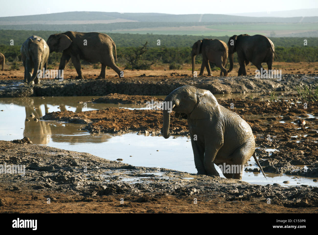 MUDDY ELEPHANTS CLIMBS ADDO SOUTH AFRICA ADDO NATIONAL PARK EASTERN ...