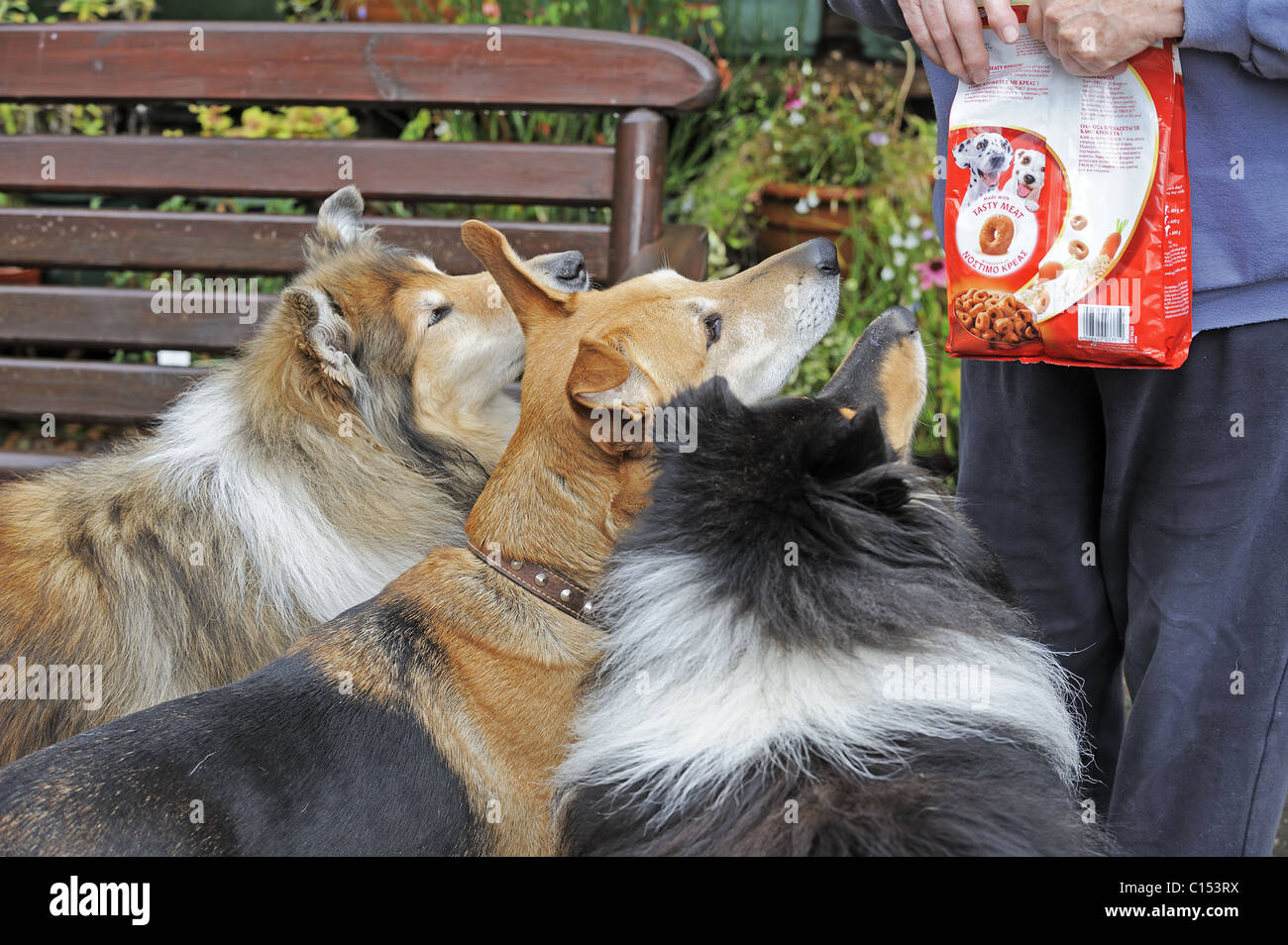 Dogs fed hi-res stock photography and images - Alamy