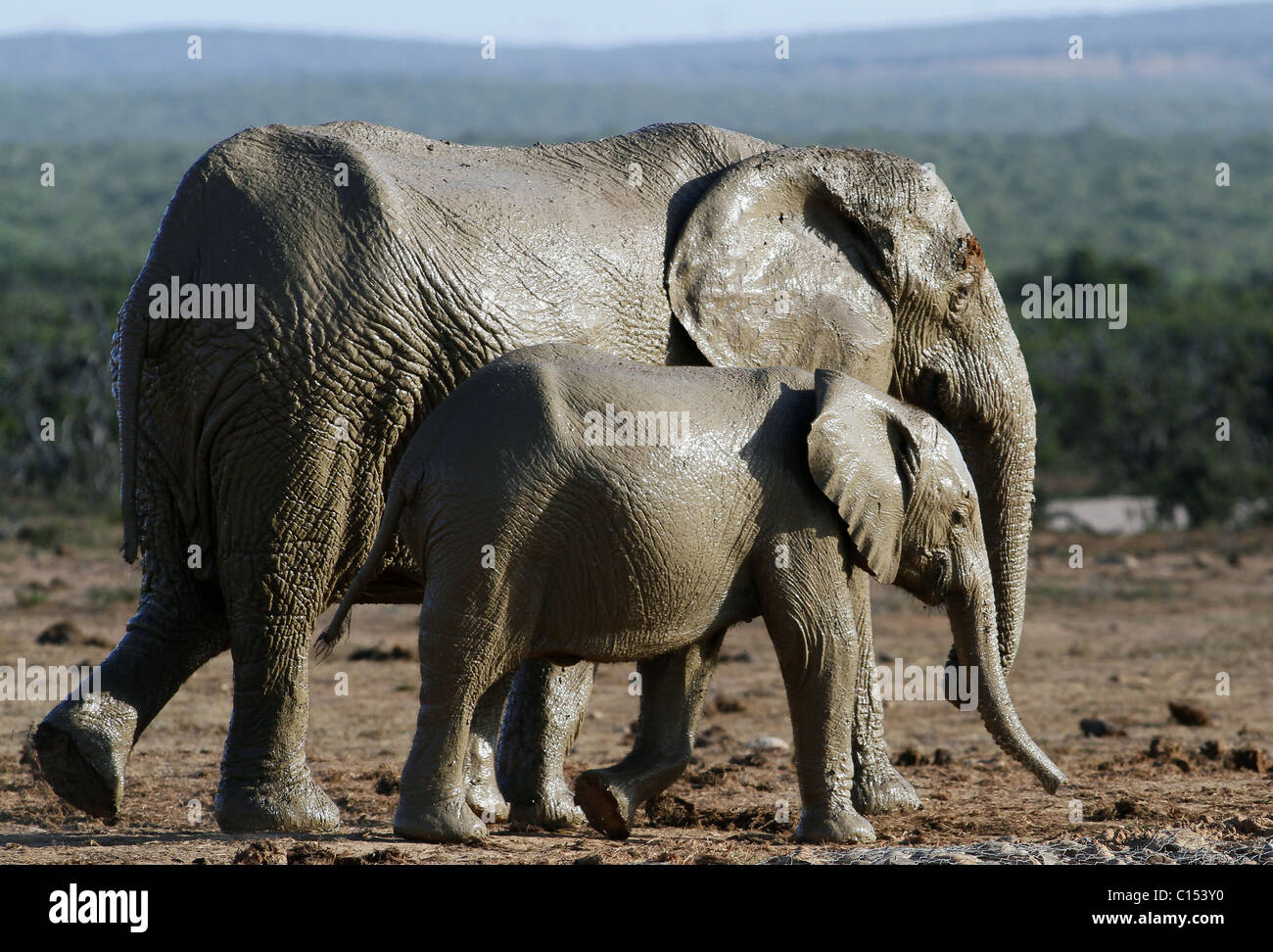 MUDDY GREY AFRICAN ELEPHANTS ADDO SOUTH AFRICA ADDO NATIONAL PARK ...