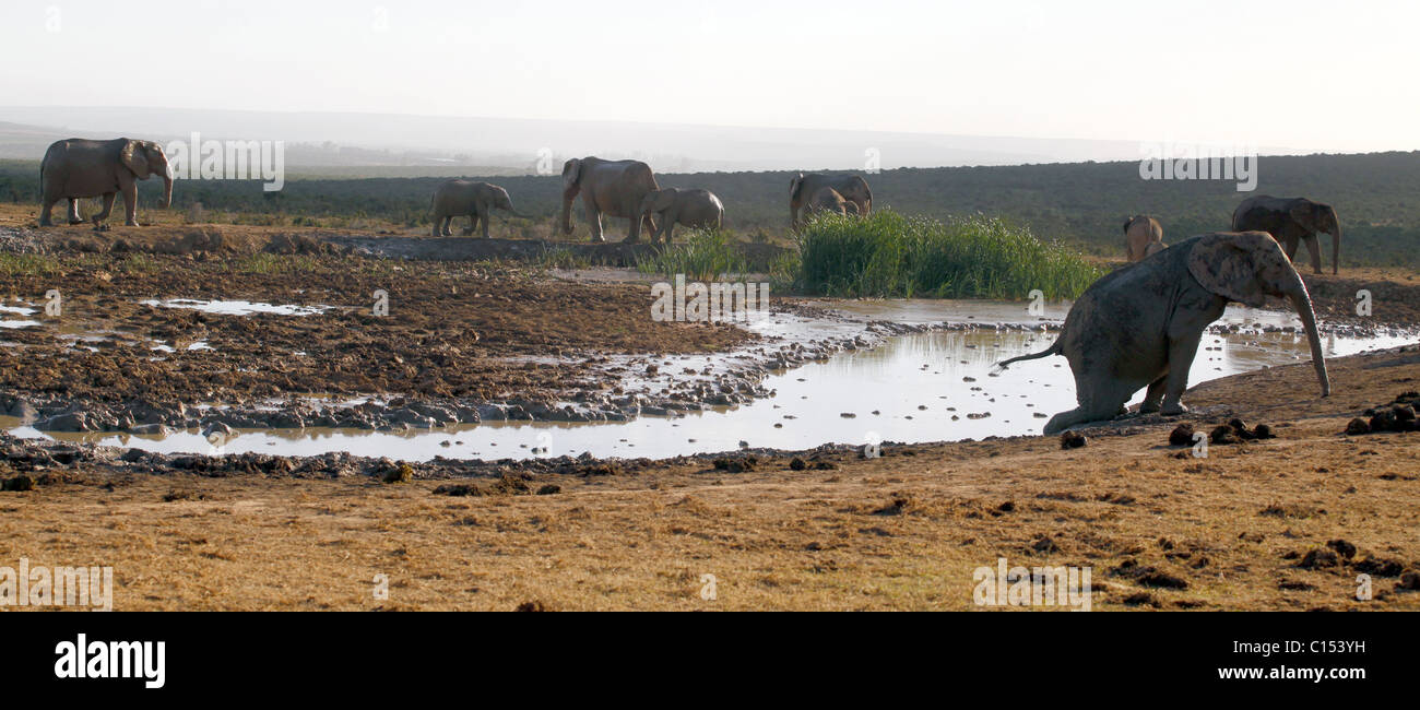 MUDDY GREY AFRICAN ELEPHANTS ADDO SOUTH AFRICA ADDO NATIONAL PARK ...