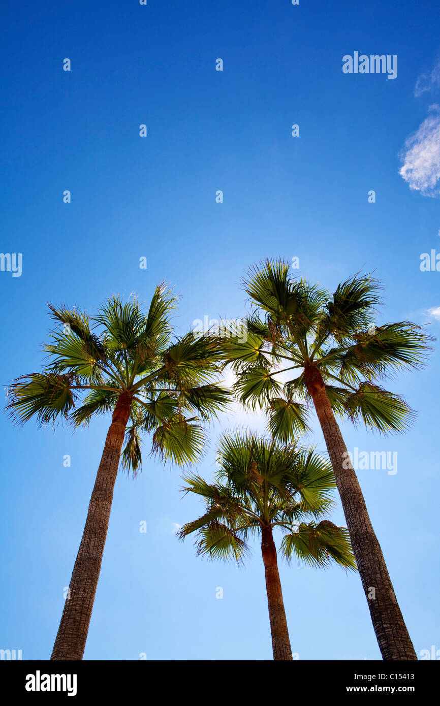 Three palm trees Stock Photo - Alamy