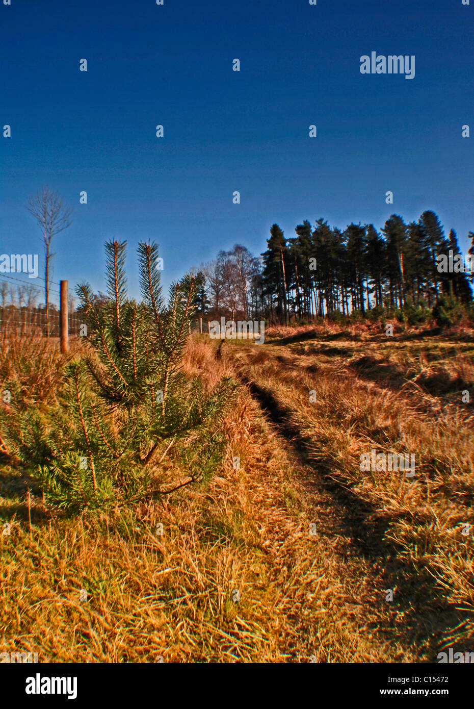 Pine track hi-res stock photography and images - Alamy