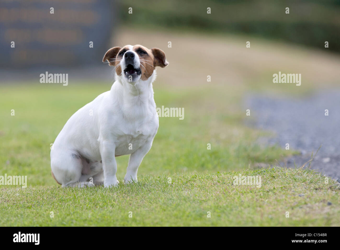 Barking jack russel terrier hi-res stock photography and images - Alamy
