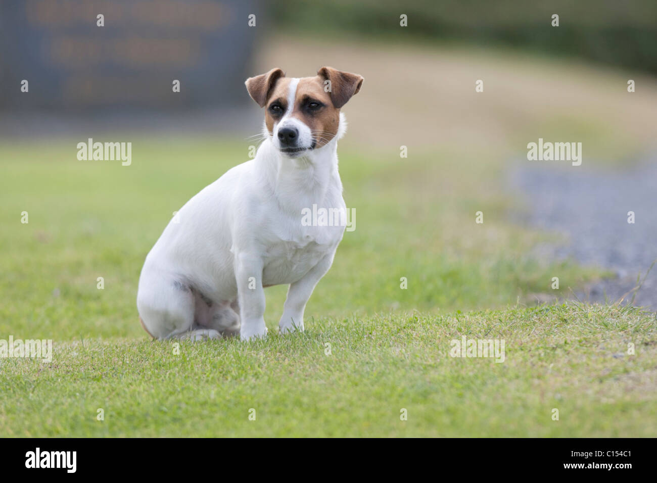 Smooth jack russell hi-res stock photography and images - Alamy