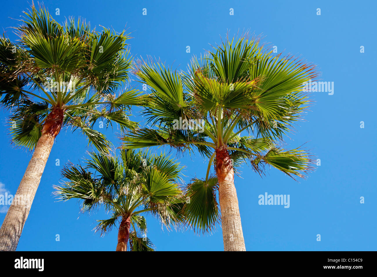 Three palm trees Stock Photo - Alamy