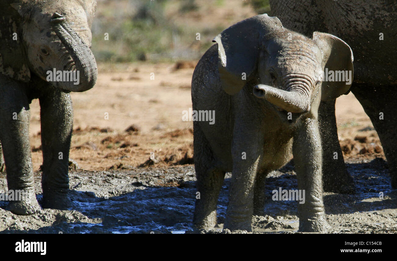 YOUNG GREY AFRICAN ELEPHANTS ADDO ELEPHANT NATIONAL PARK SOUTH AFRICA ...