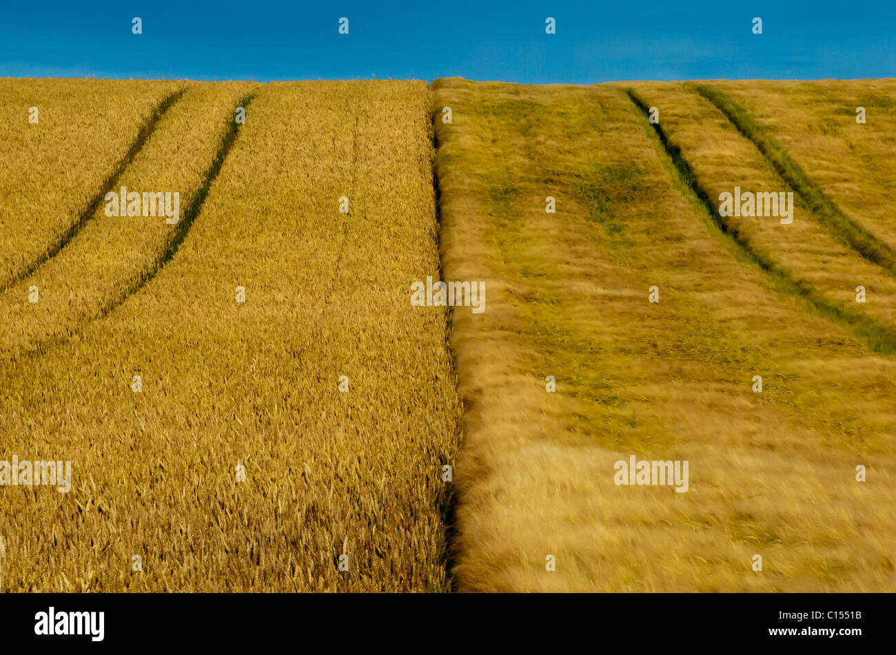 Twin seed hi-res stock photography and images - Alamy