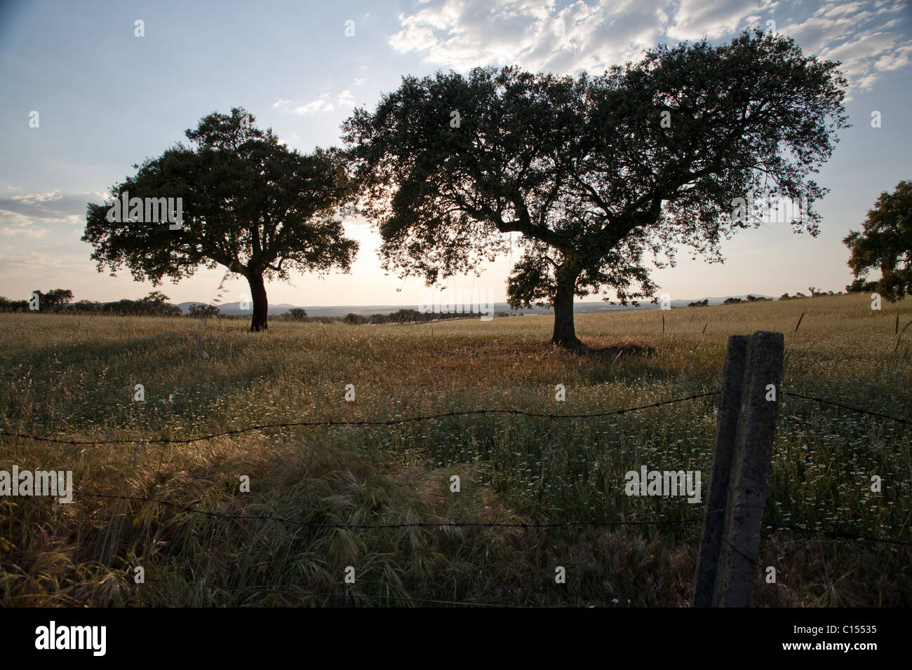 Dry grassland spain hi-res stock photography and images - Alamy