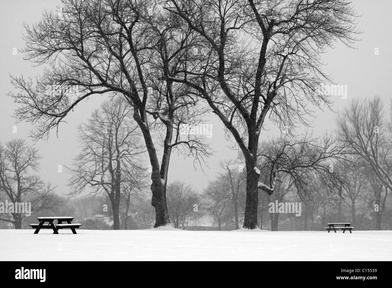 Two trees stand at attention during a winter snowstorm Stock Photo - Alamy