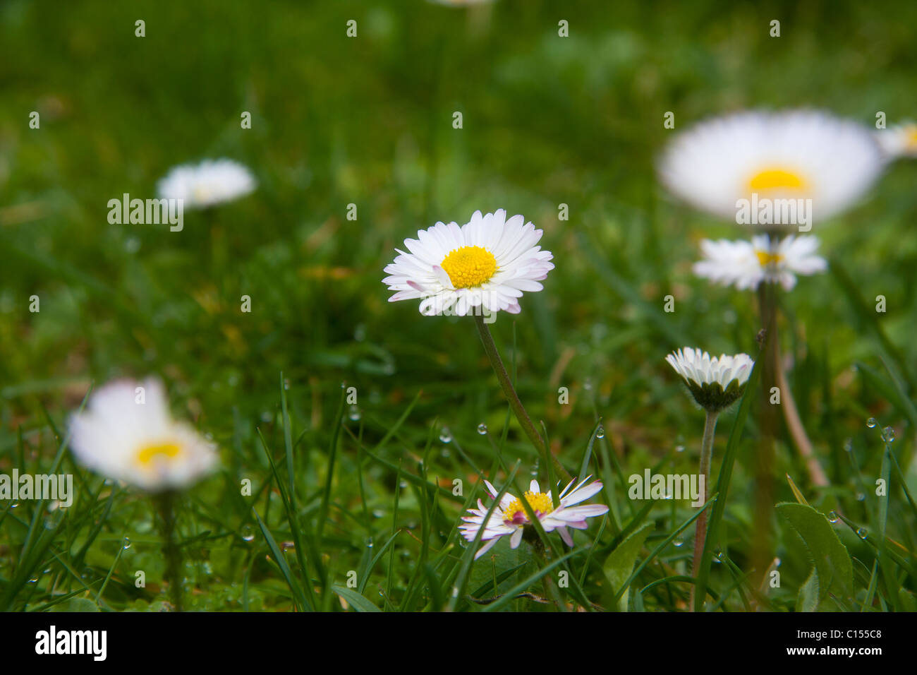 field of daisies Stock Photo - Alamy