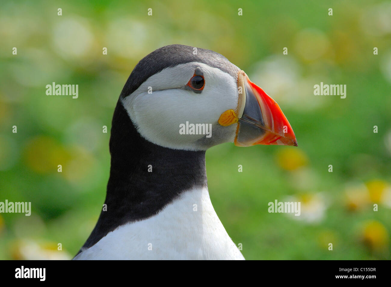 Puffin side hi-res stock photography and images - Alamy