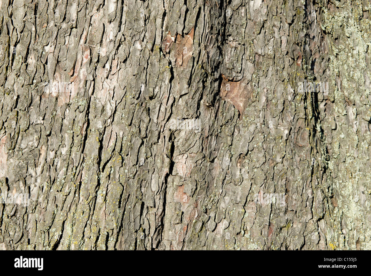 Bark Texture High Resolution Stock Photography and Images - Alamy