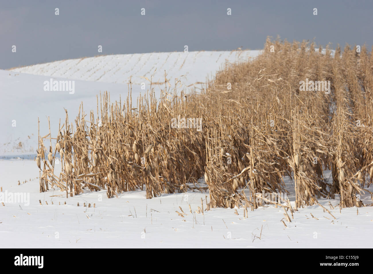 winter snow farm countryside barn corn winter scene Stock Photo - Alamy