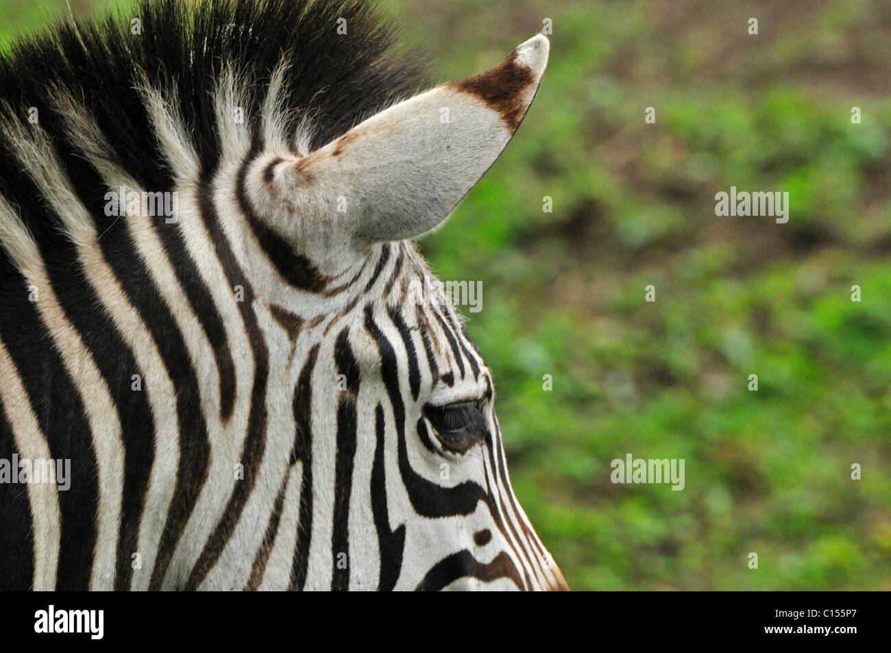 Zebra near arusha tanzania hi-res stock photography and images - Alamy
