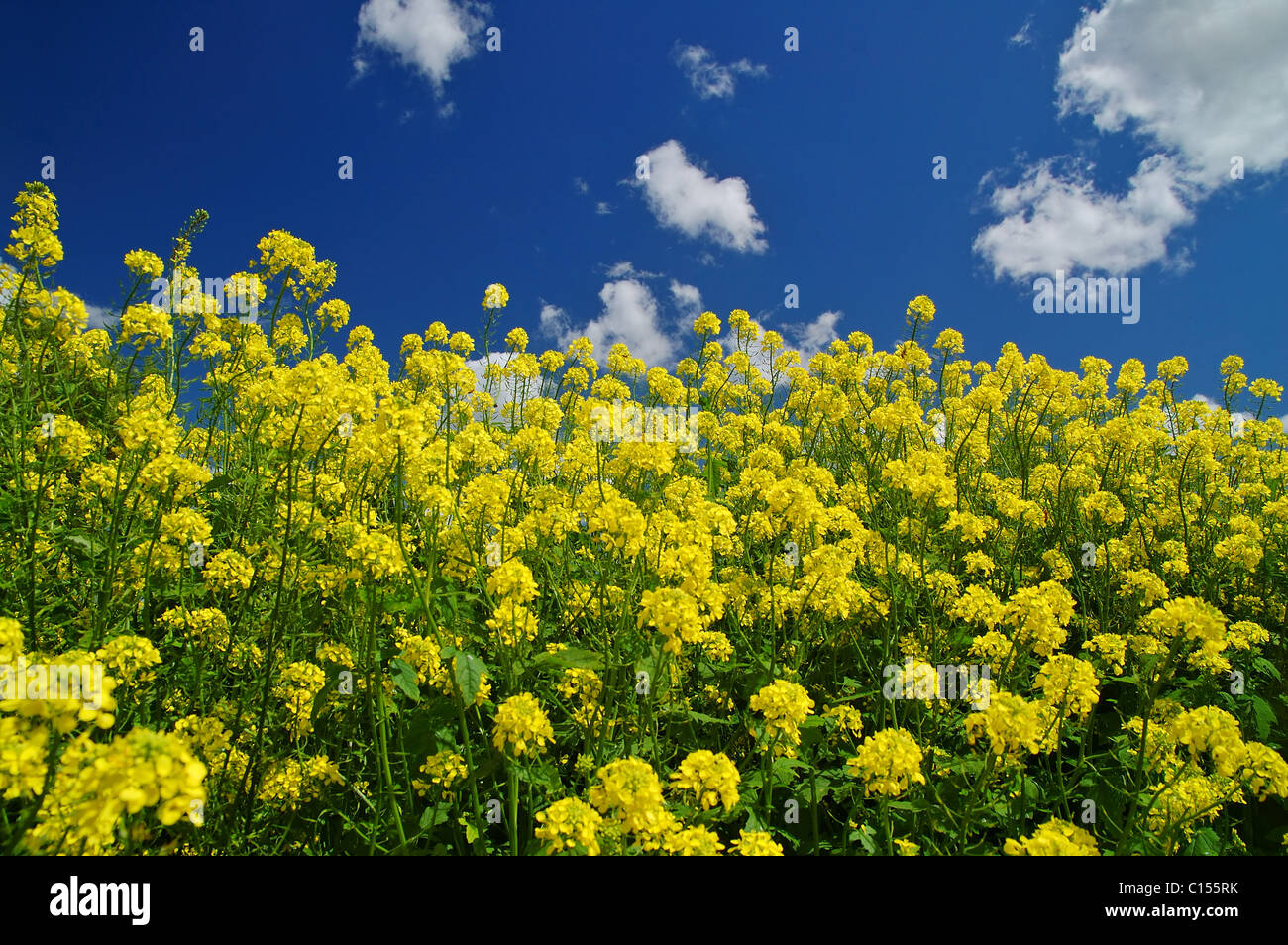 flowery meadow in the spring Stock Photo - Alamy