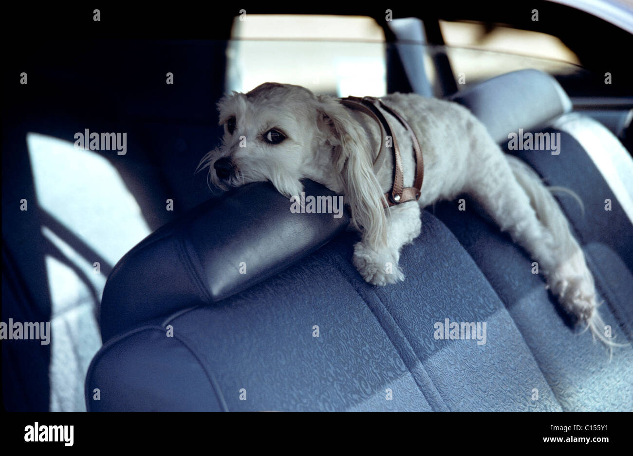 a poodle breed of dog sits on car seat looking out partially opened ...