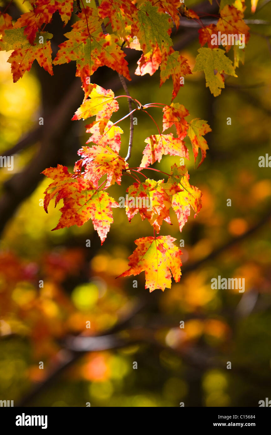 Sunlit leaves in the fall Stock Photo - Alamy
