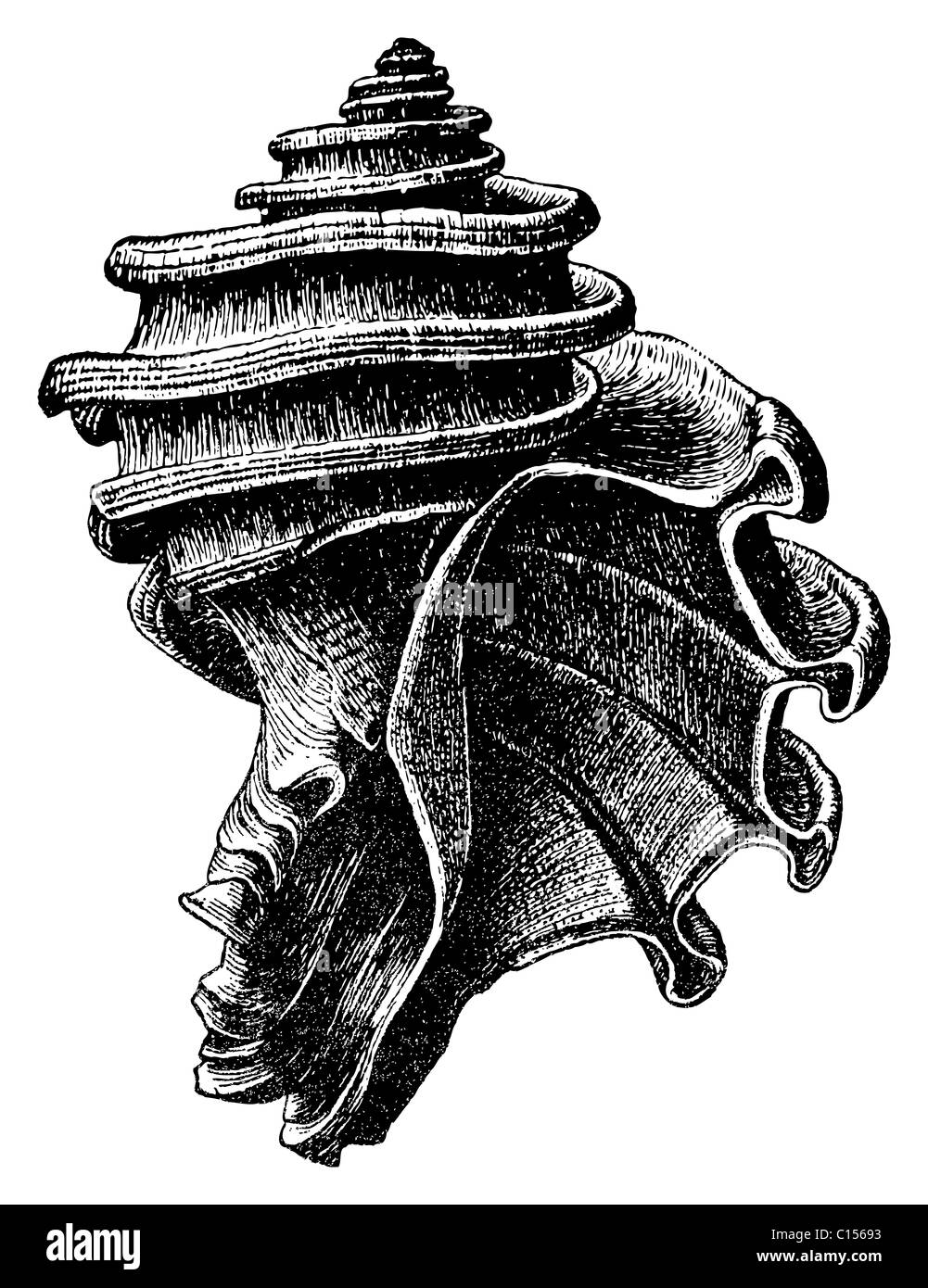 Fossil gastropod Black and White Stock Photos & Images - Alamy