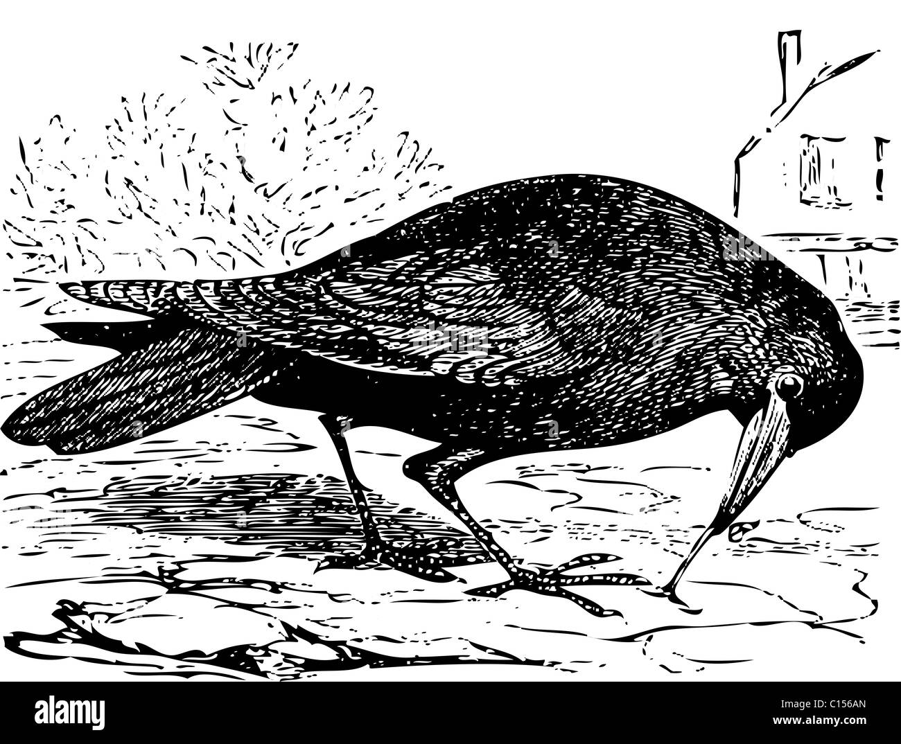 Old engraved illustration of a rook bird, or Corvus frugilegus Stock ...