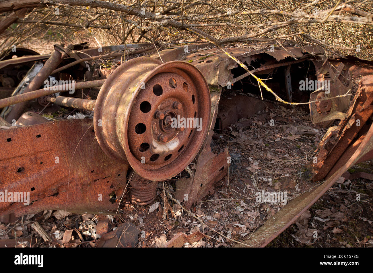rusty car burnt out wreck hidden by colonizing undergrowth in ...