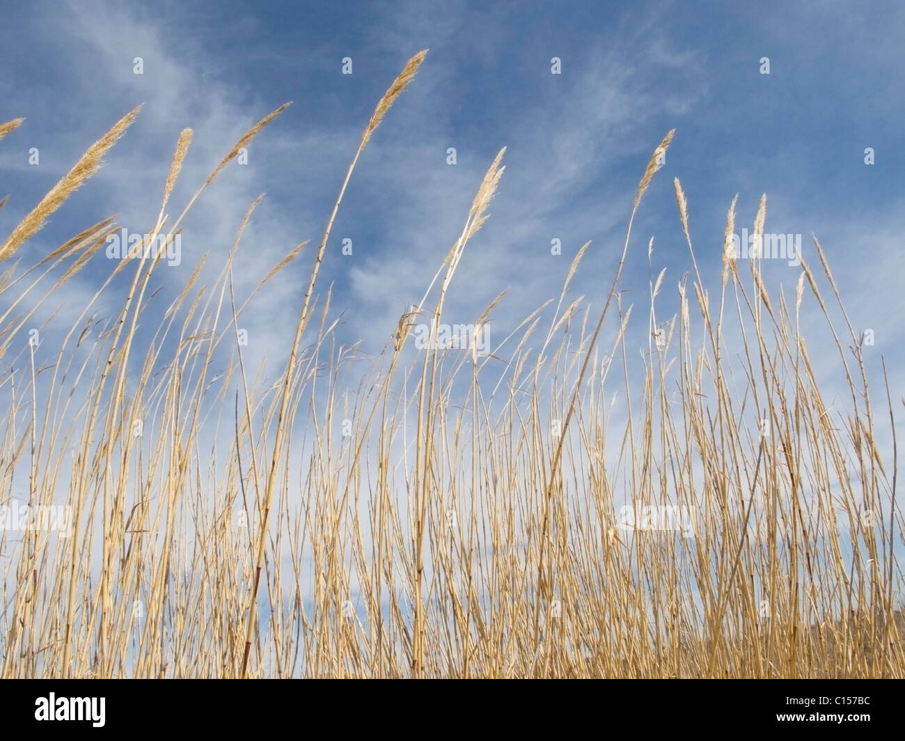Arundo donax, a giant reed and an invasive species of plant often seen ...
