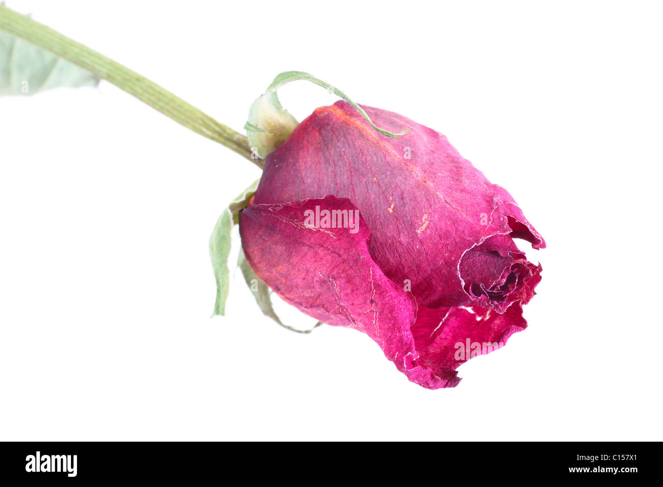 Dried red rose Stock Photo - Alamy