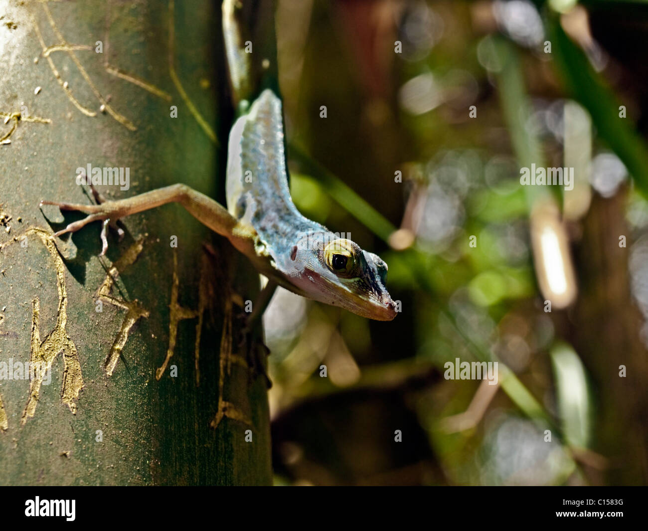 green lizard reptile on graffiti tree - nature meets man Stock Photo ...