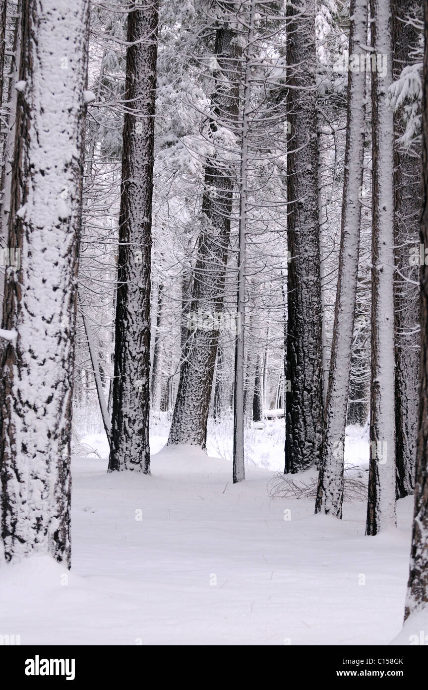 snow covered mysterious looking forest in Yosemite Stock Photo - Alamy