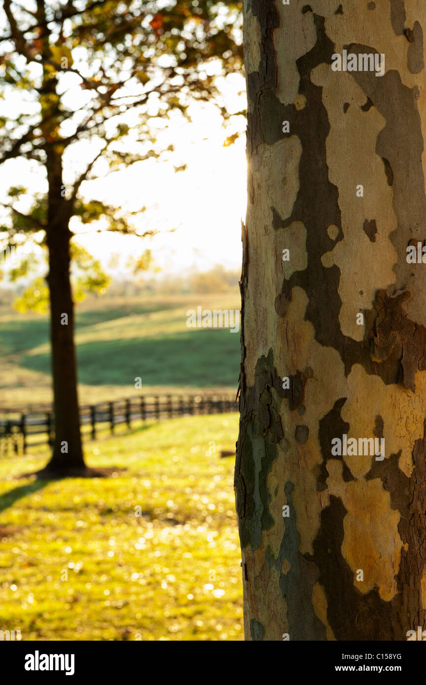 A bright morning landscape with a close-up of a sycamore tree ...