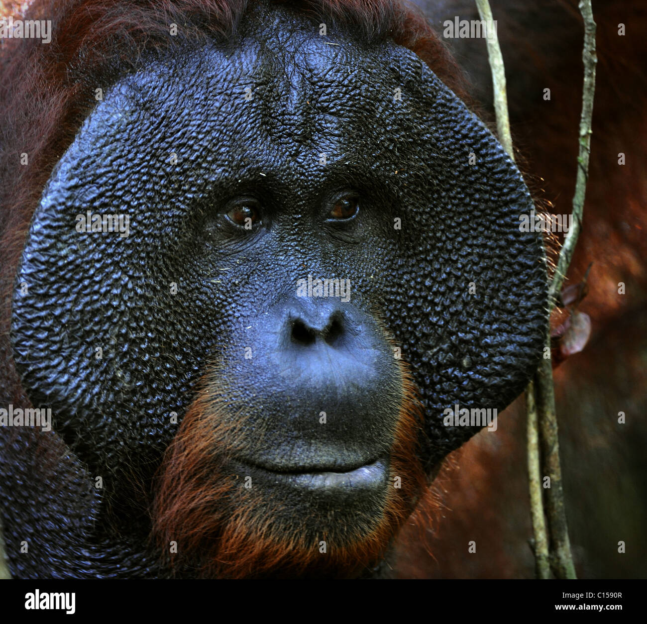 The adult male of the Orangutan. Portrait of the adult male of the ...