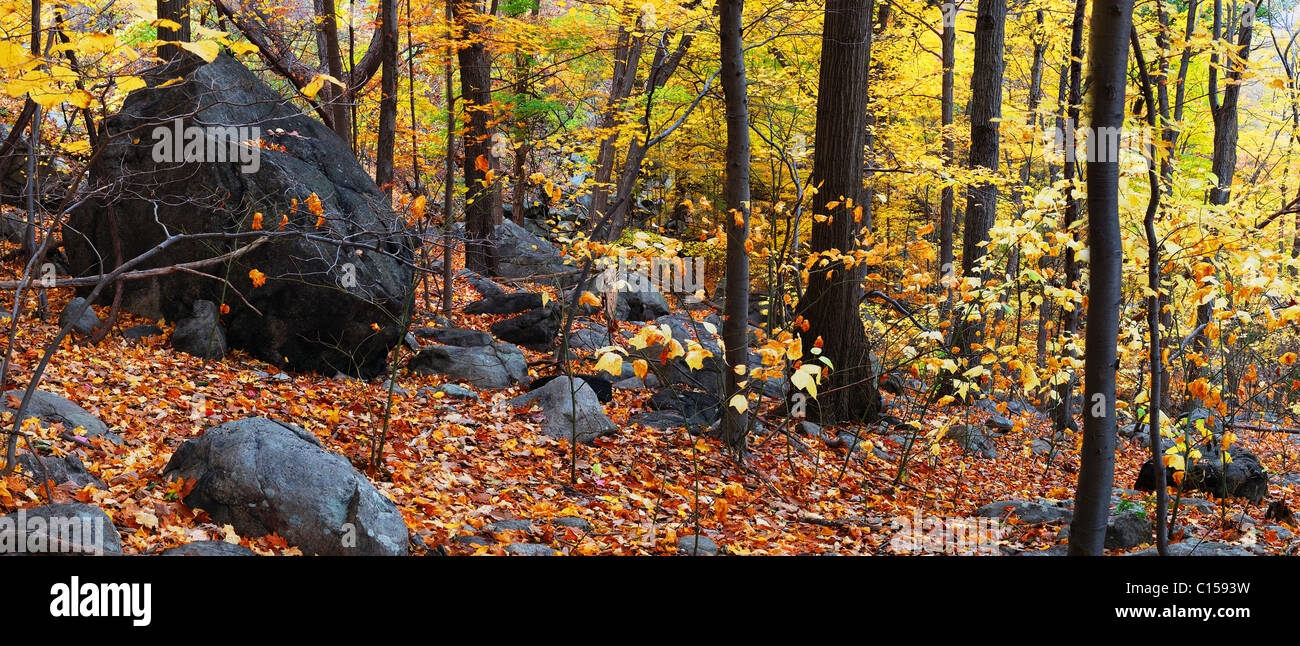 Autumn woods panorama with colorful trees and rocks in forest Stock ...