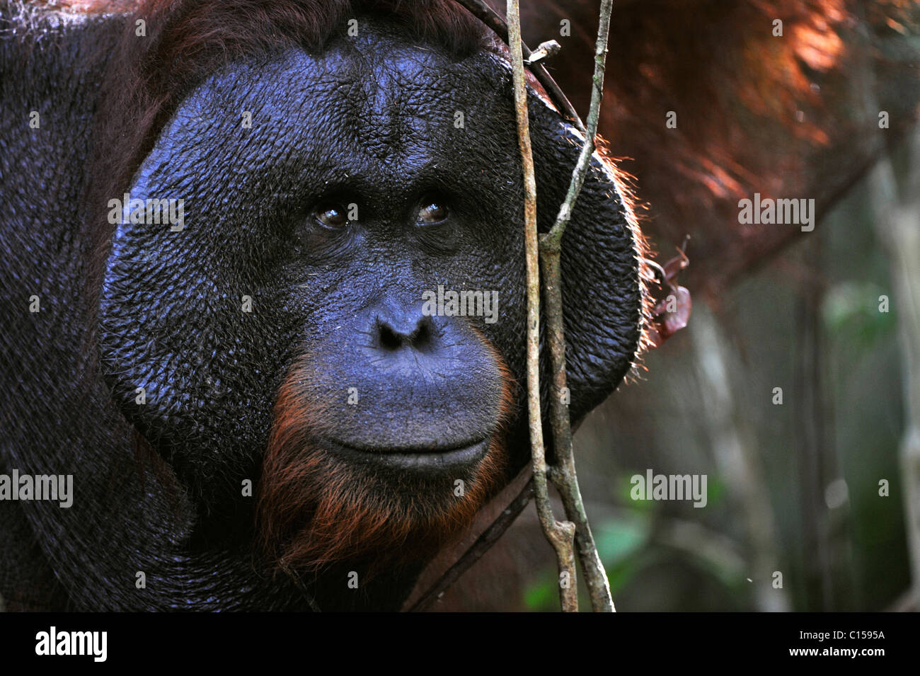 The adult male of the Orangutan. Portrait of the adult male of the ...