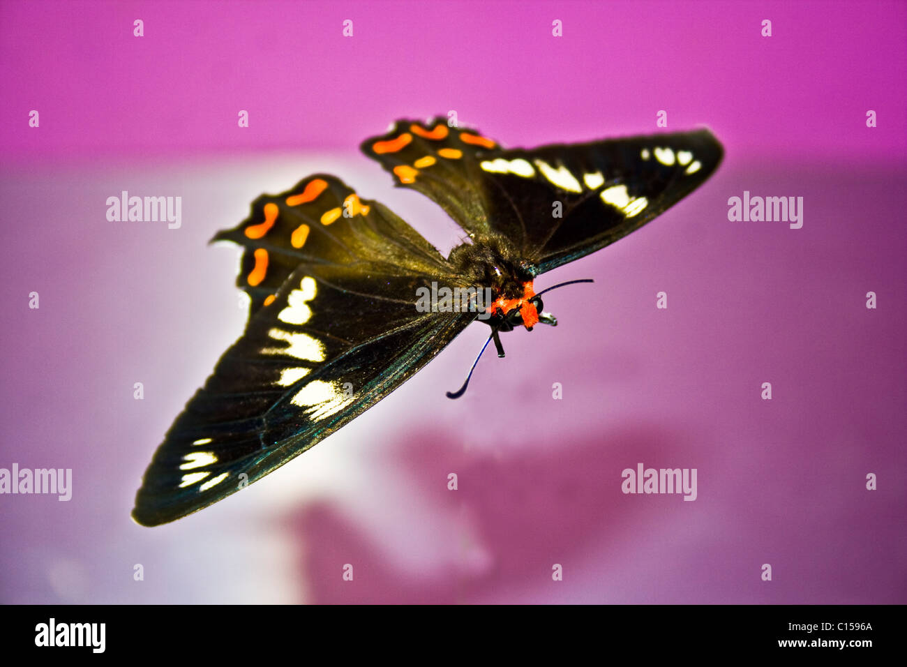 Indian moth hi-res stock photography and images - Alamy