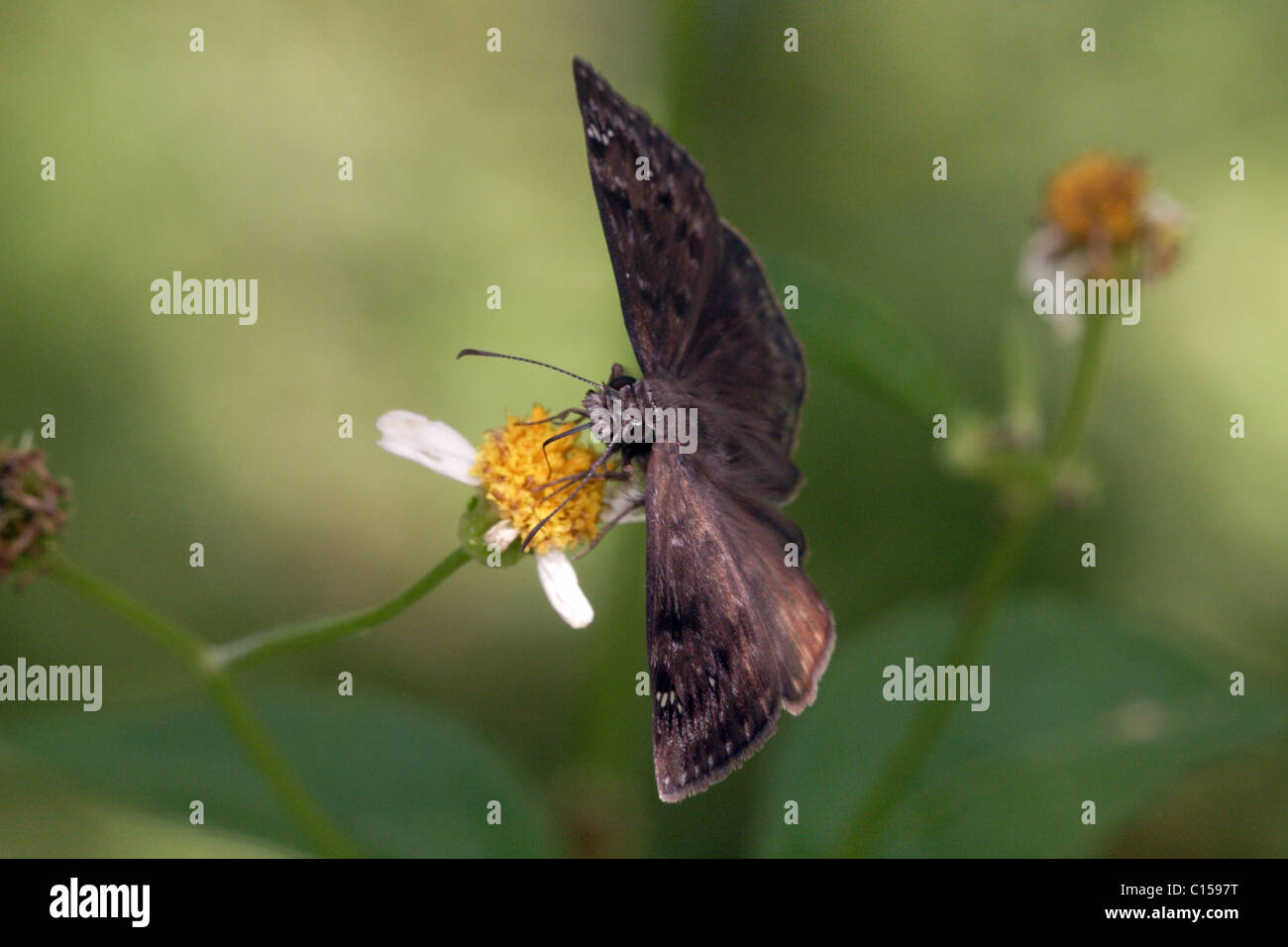 Duskywing butterfly hi-res stock photography and images - Alamy