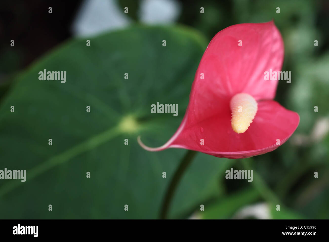 Flower flora rainforest hi-res stock photography and images - Alamy