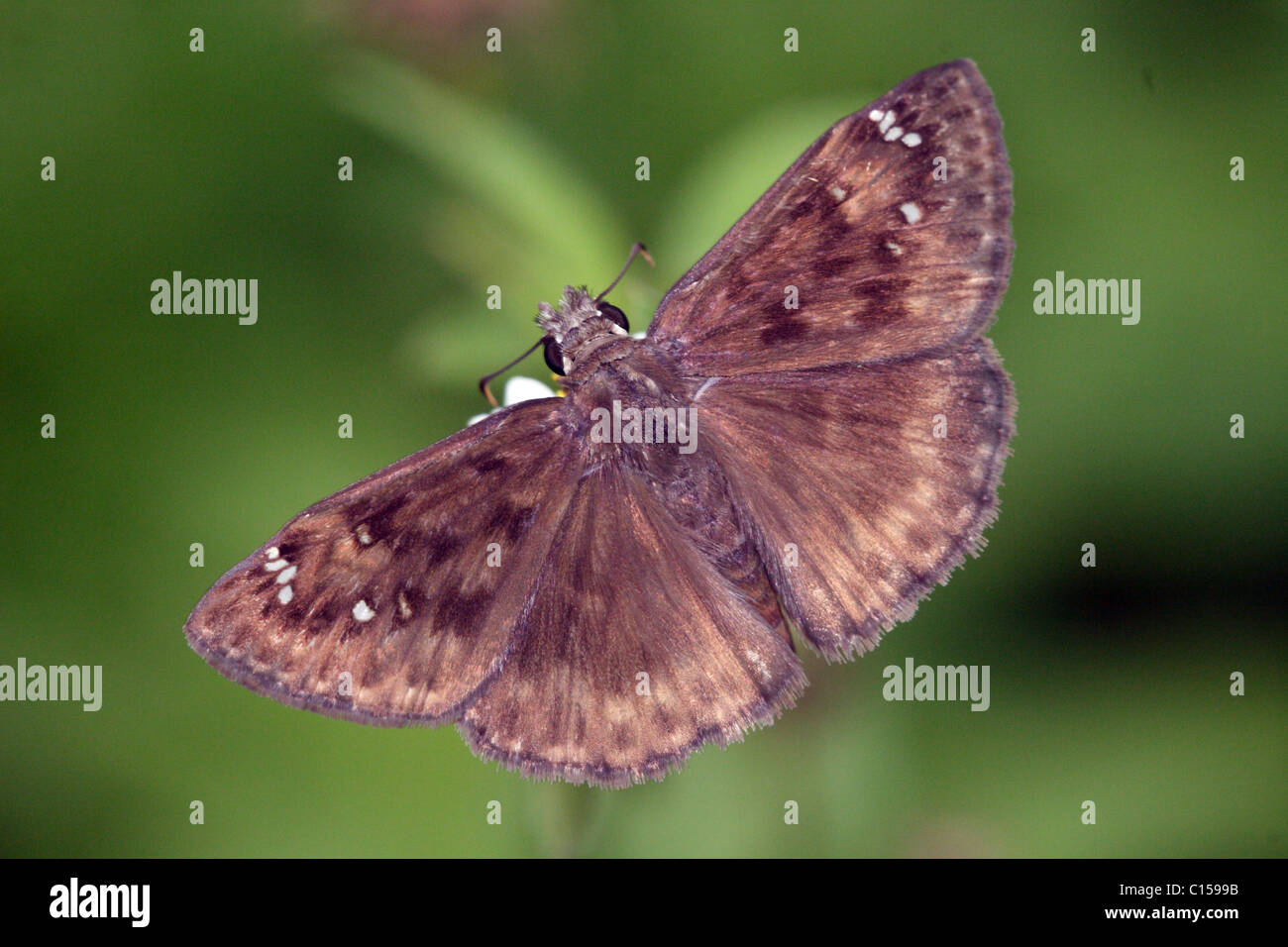 Horace's Duskywing Erynnis horatius Stock Photo - Alamy
