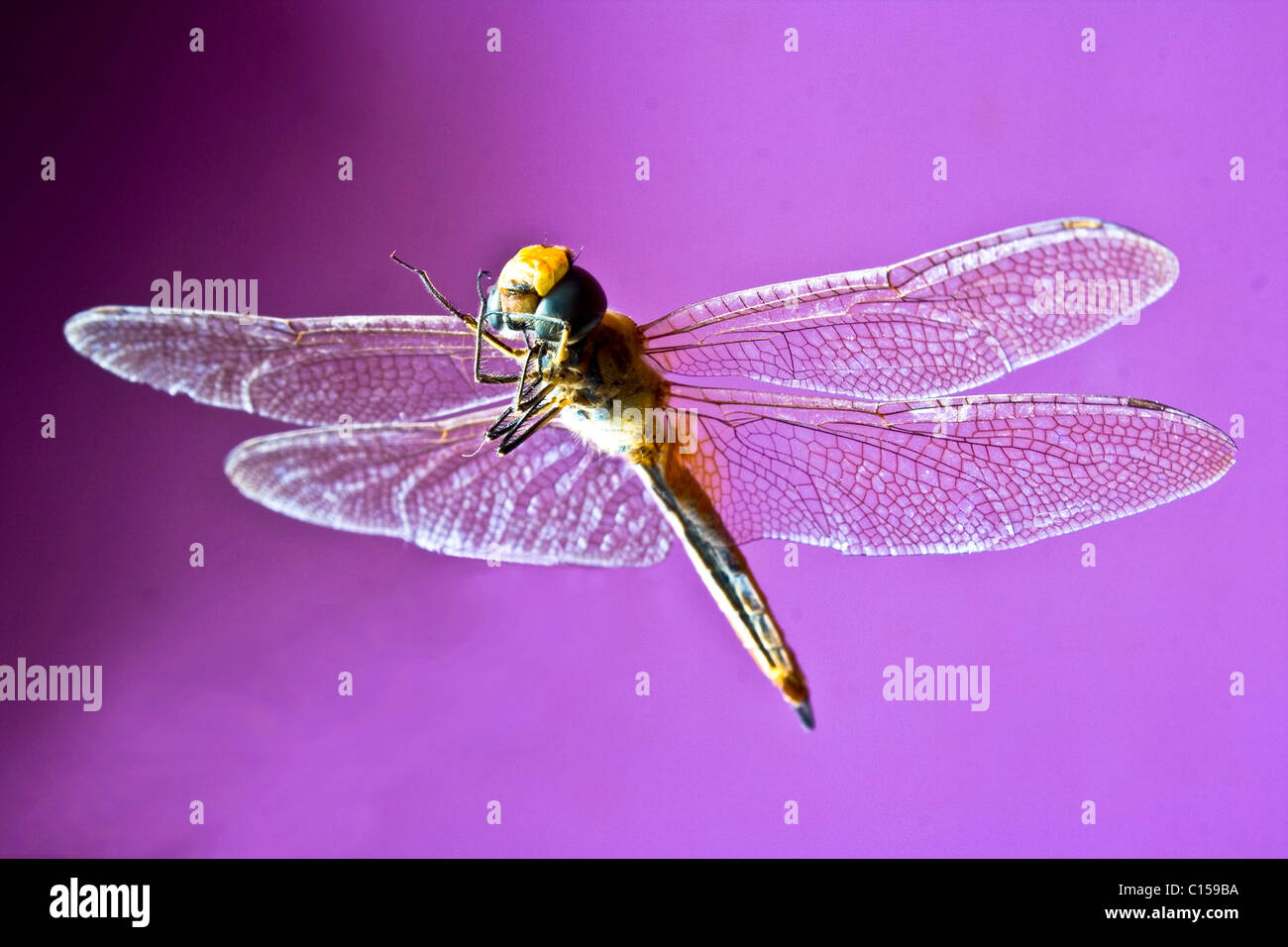 Mauve background hi-res stock photography and images - Alamy