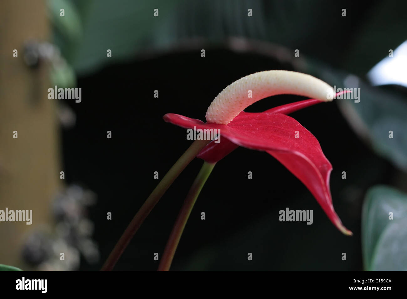 Red peace lily hi-res stock photography and images - Alamy