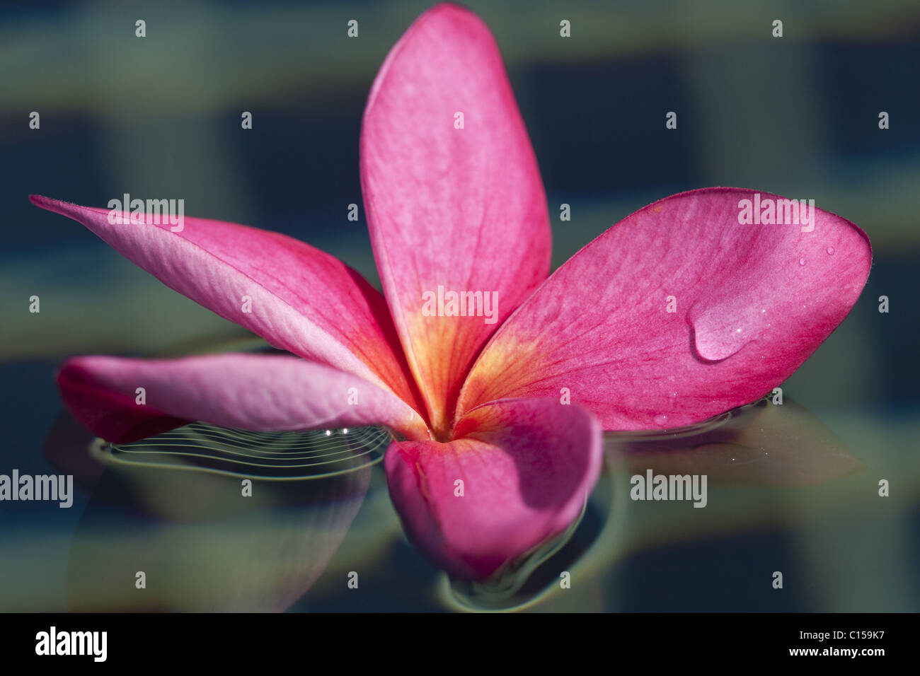 Pink Frangipani (Plumeria) flower floating on the water Stock Photo - Alamy