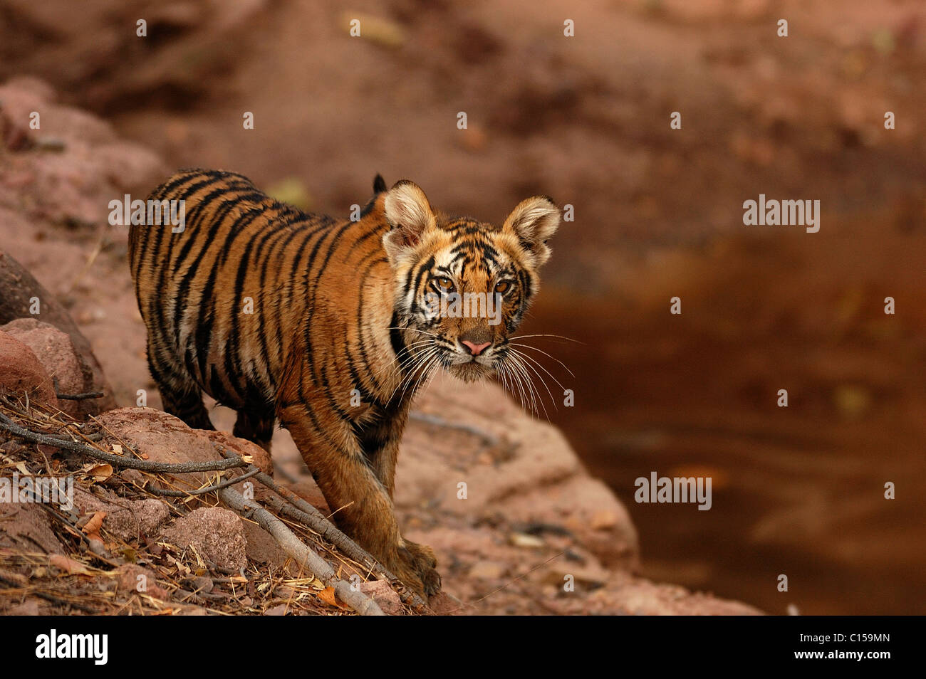 A curious tiger cub approaches Stock Photo - Alamy