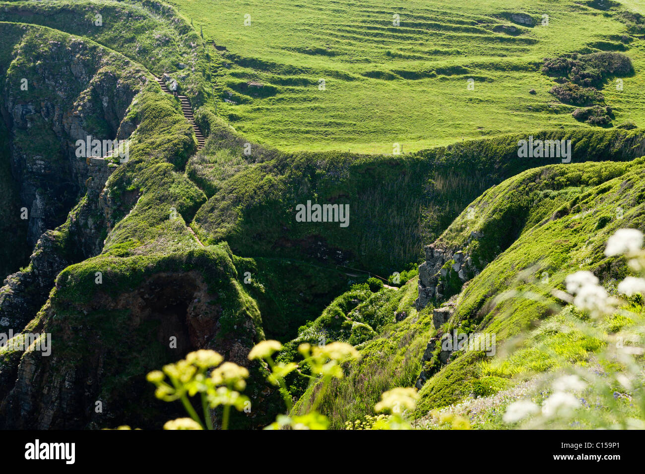 Lizard Cliff Path stairway. Stairs cut into the Lizard Peninsula ...
