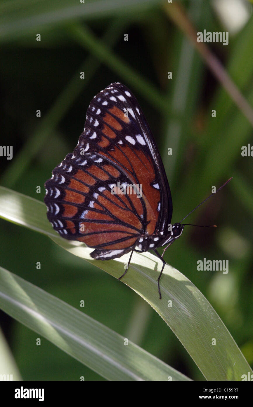 Viceroy Butterfly Lemenitis archippus Stock Photo - Alamy
