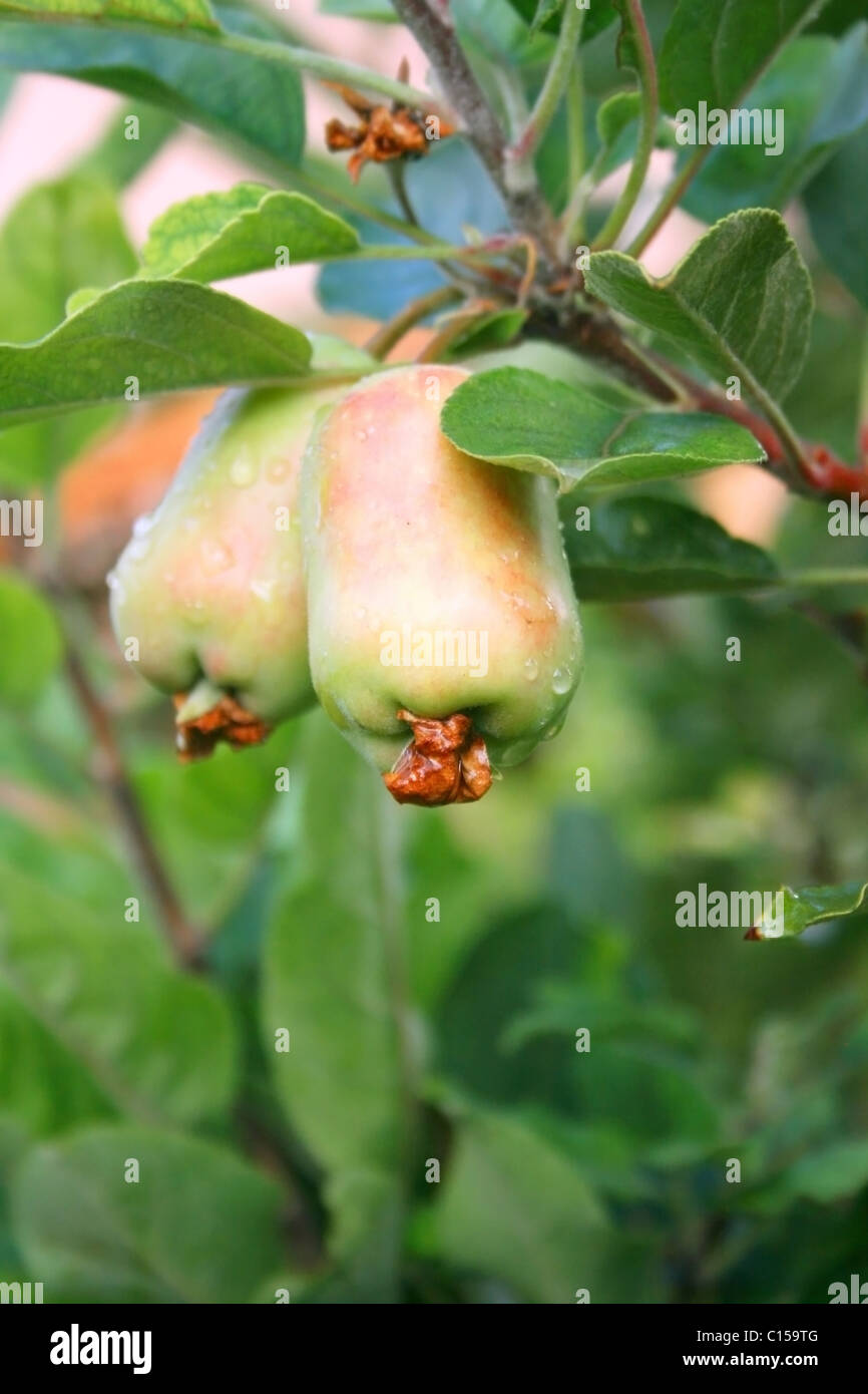 Two apple on the branch of apple tree Stock Photo - Alamy