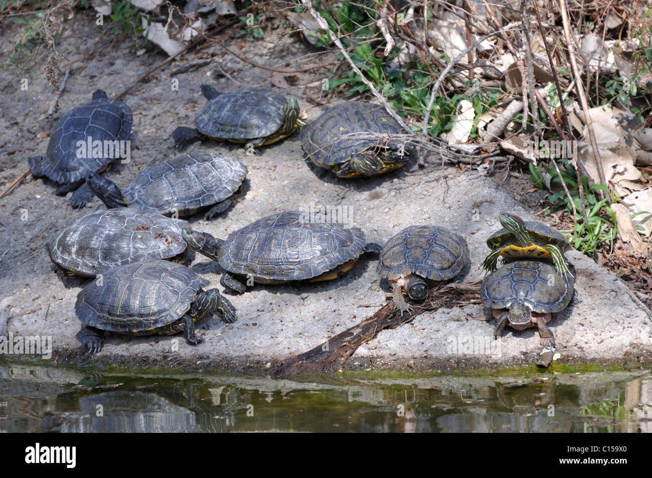 Red eared slider turtles Stock Photo - Alamy
