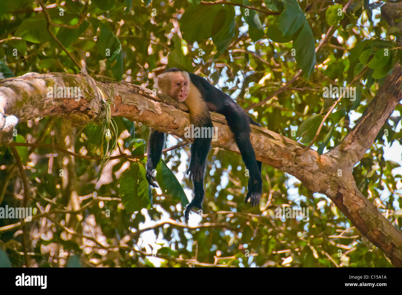 Monkey hanging on to branch hi-res stock photography and images - Alamy