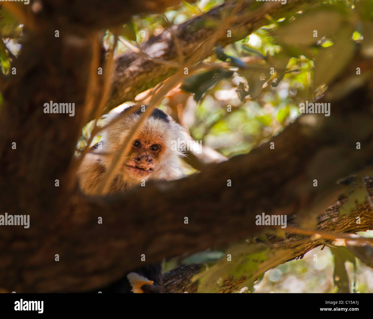 Monkey boo hi-res stock photography and images - Alamy